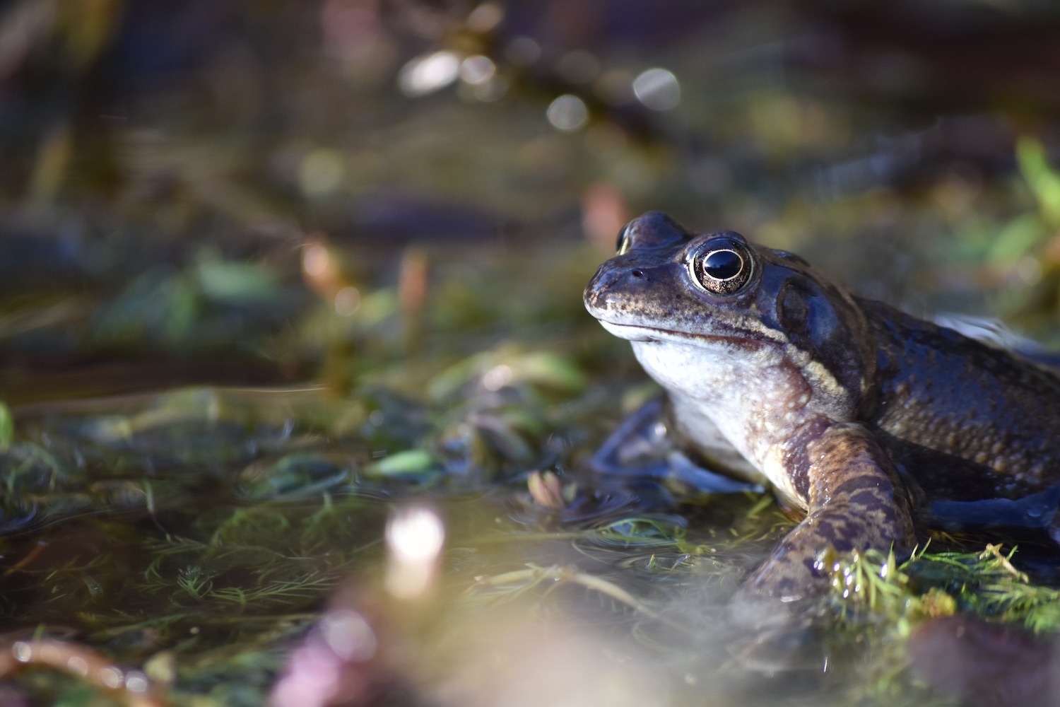 How to create a wildlife pond | Little Green Space