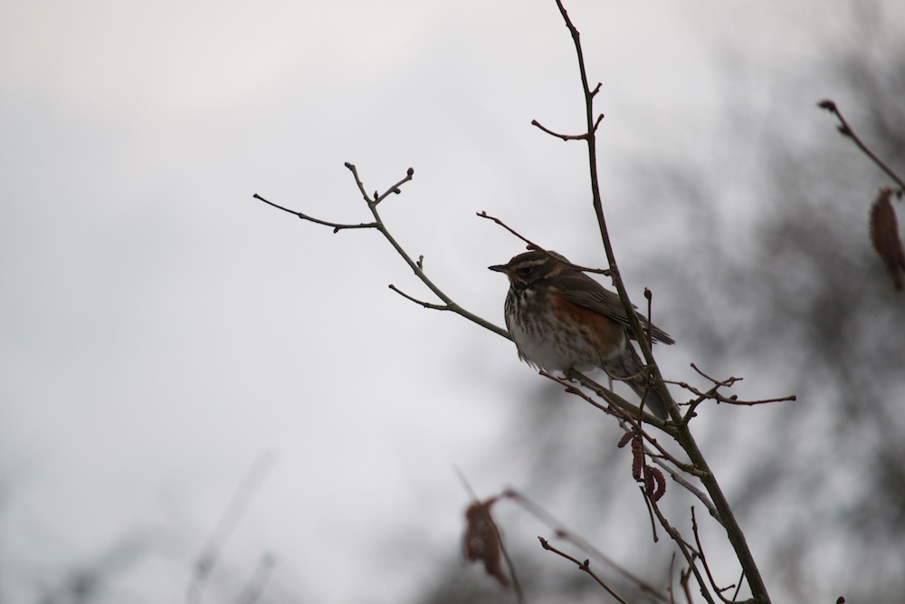 Redwings and fieldfares | Little Green Space