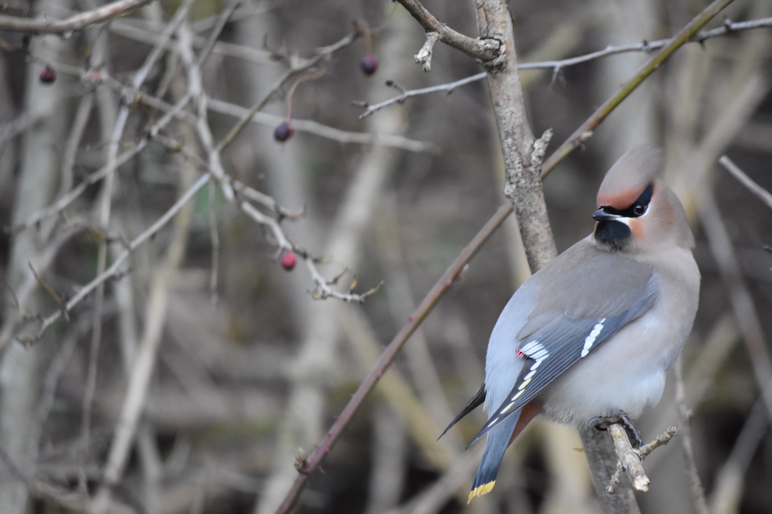 A waxwing winter | Little Green Space