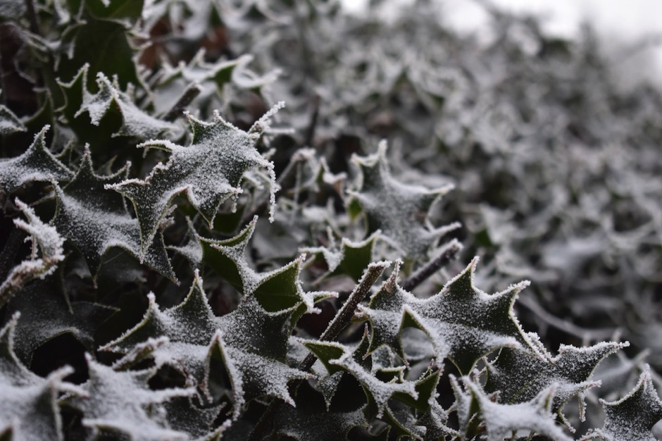 Hedges – a quick guide | Little Green Space