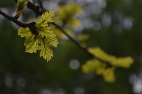 Seven signs that spring has arrived | Little Green Space