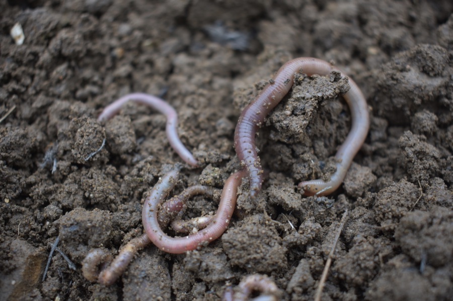 11 Citizen science surveys to help nature in 2024 | Little Green Space