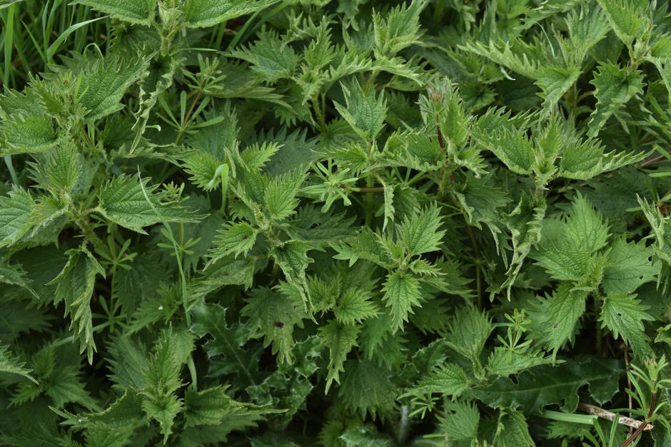 Not weeds, wildflowers! How so-called 'weeds' can boost biodiversity ...