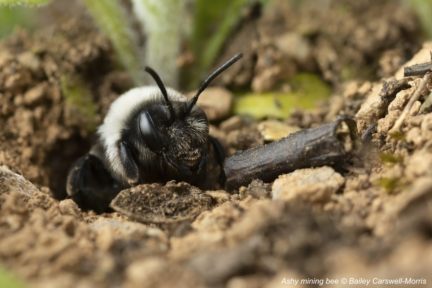 West Midlands wildlife buzzing thanks to new ‘bee beaches’ | Little ...