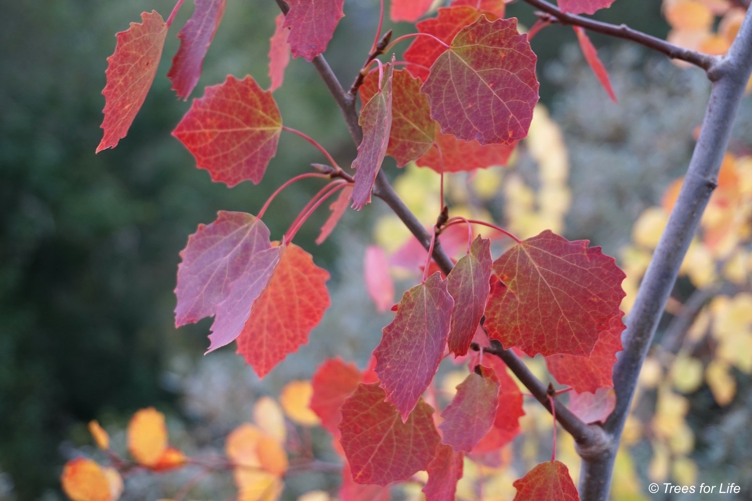 New network launched in Cairngorms to restore one of Scotland’s rarest ...