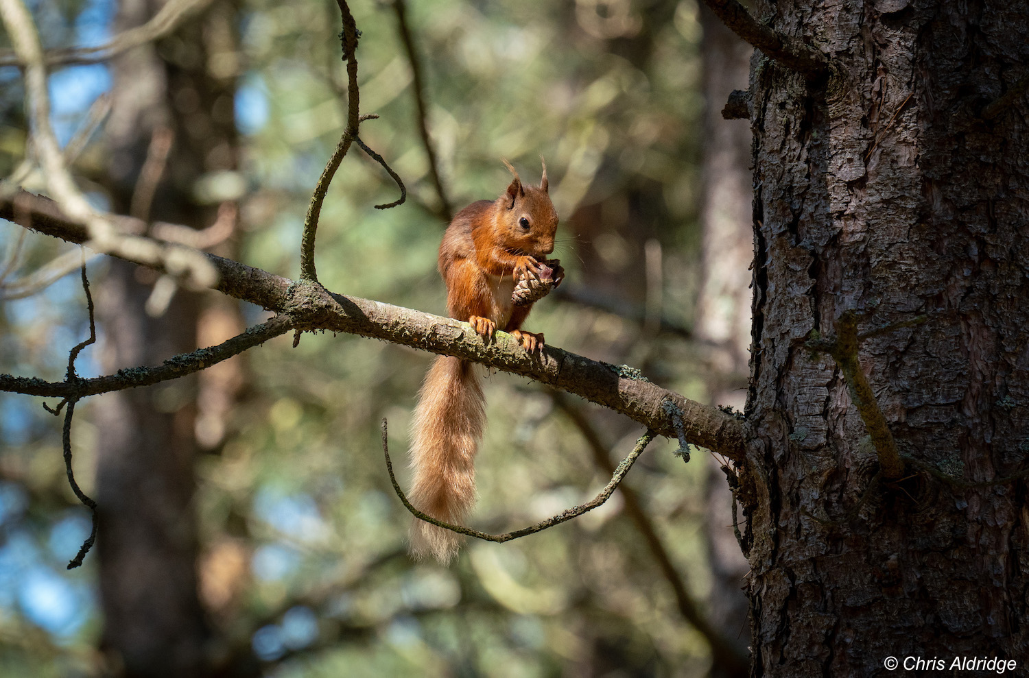 Red squirrel range in Highlands increases by over 25% following major ...