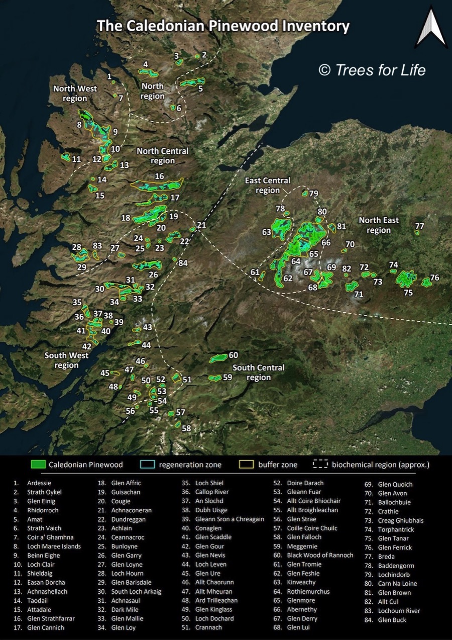 Scotland’s ‘ice age’ pinewoods on knife-edge, says first major study in ...