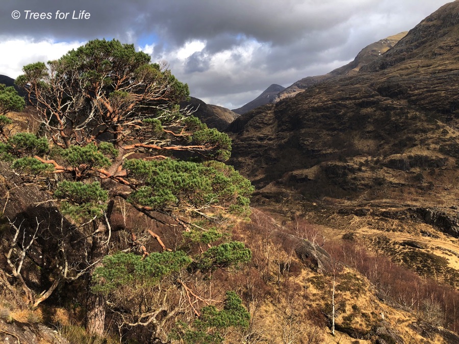 Scotland’s ‘ice age’ pinewoods on knife-edge, says first major study in ...