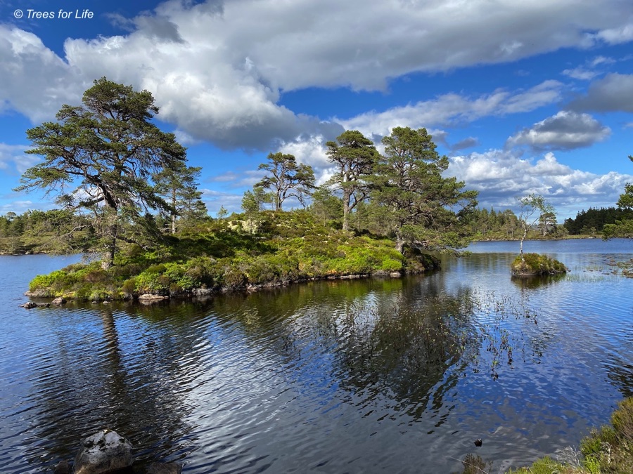 Scotland’s ‘ice age’ pinewoods on knife-edge, says first major study in ...