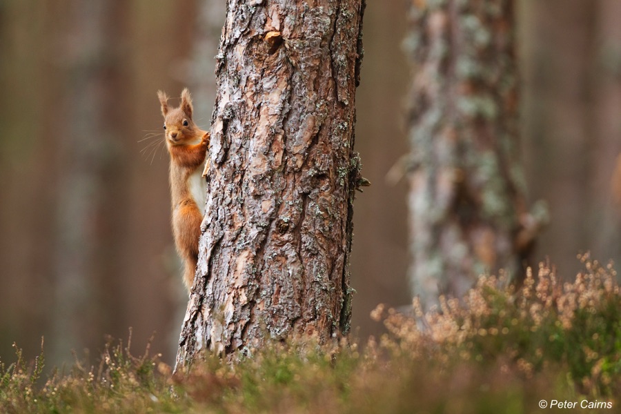 Red squirrel range in Highlands increases by over 25% following major ...